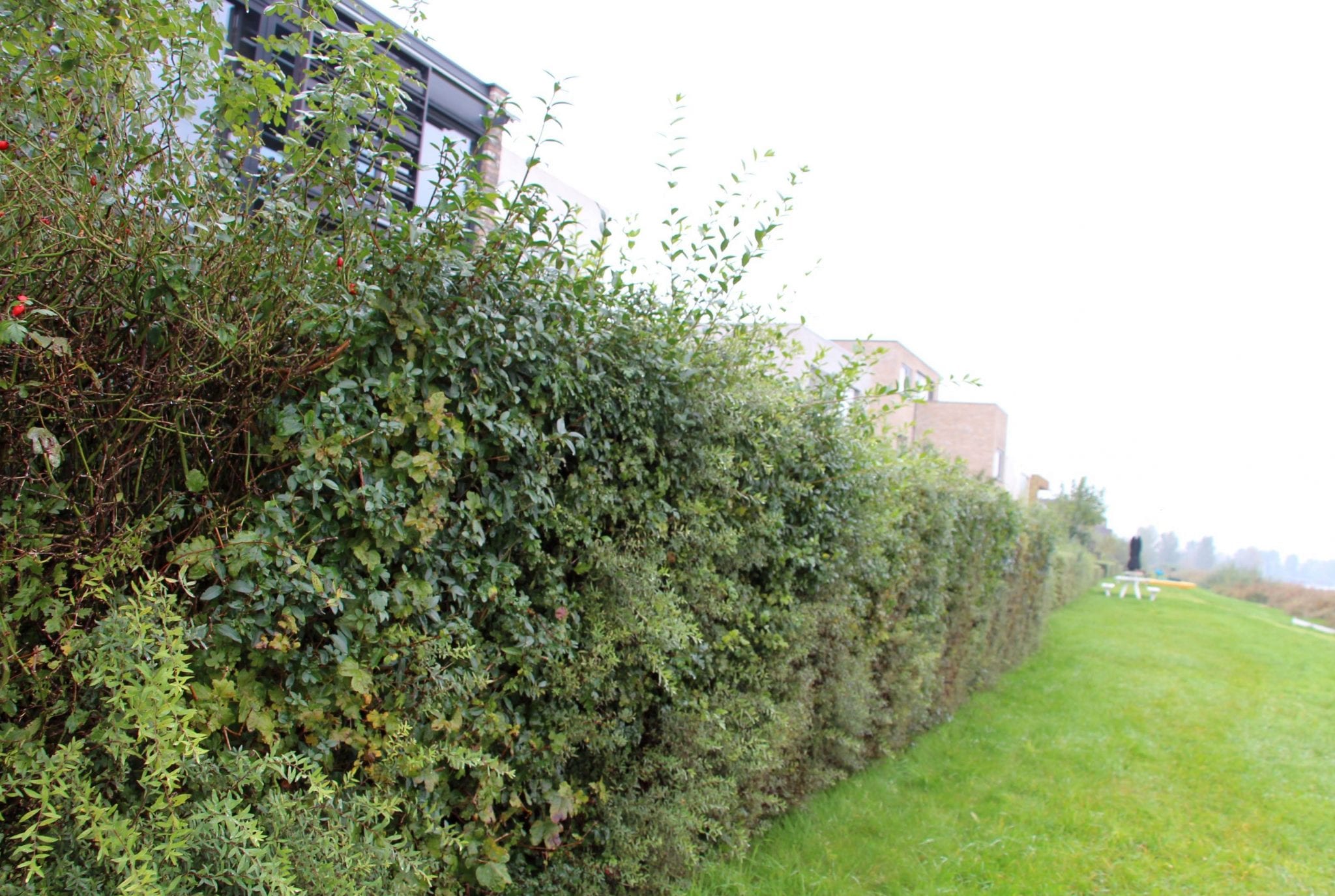 Eindrapport 'Leren van natuurrijke woonbuurten' - KAN bouwen